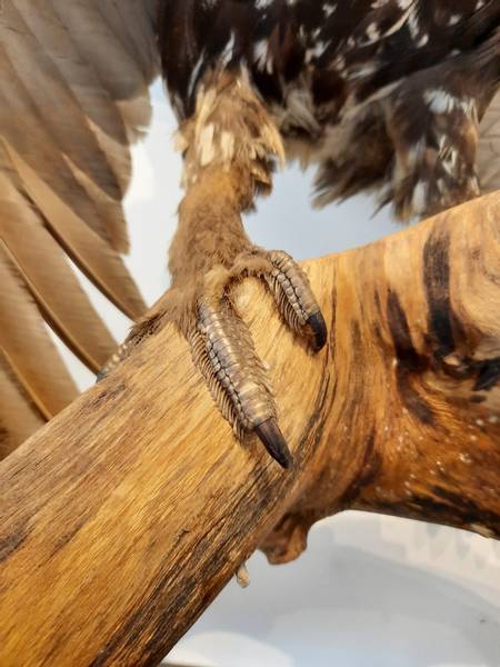 Utstoppede dyr og fugler - Naturens Mangfold AS